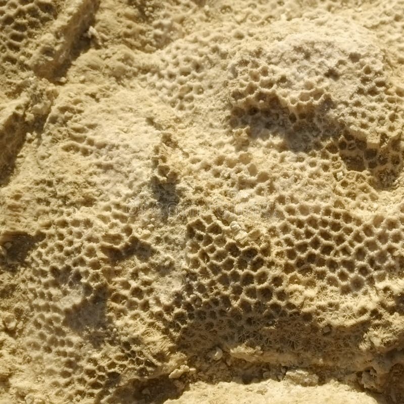 Texture Formed by the Corals in Coastal Limestone. Stock Photo - Image ...