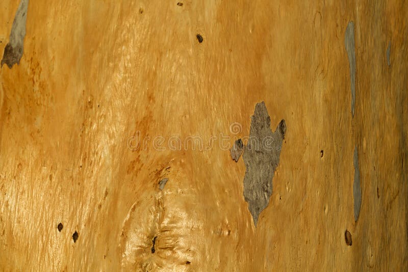 Texture of Fresh Eucalyptus Tree Bark Stock Image - Image of background ...