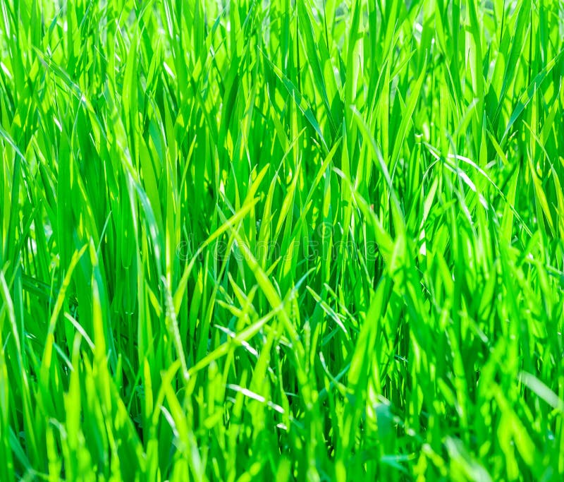 Texture of fresh grass stock image. Image of meadow, nature - 43642873