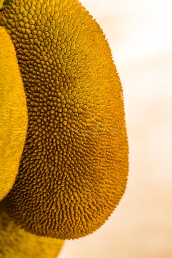 Texture of jackfruit stock image. Image of detail, fresh - 24325447