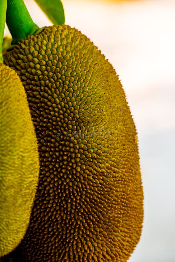 Texture of fresh jackfruit stock photo. Image of fresh - 185616156