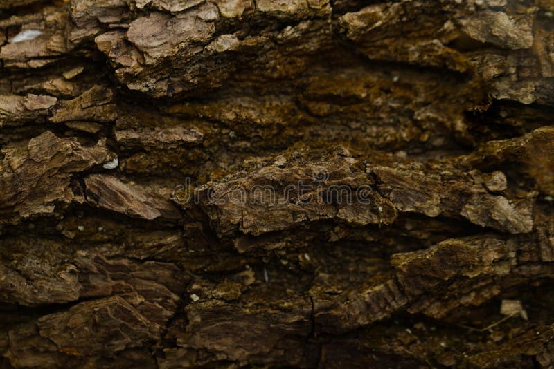 Texture of Fresh Maple Wood Bark Stock Photo - Image of yellow, fuel ...