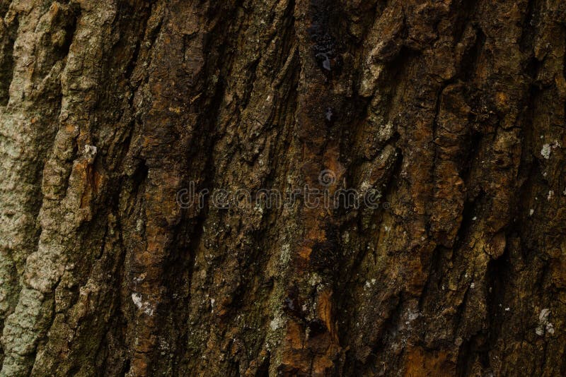 Texture of Fresh Maple Wood Bark Stock Photo - Image of wood, woodpile ...