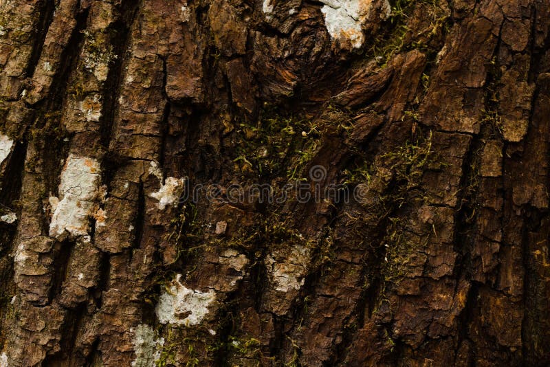 Texture of Fresh Maple Wood Bark Stock Photo - Image of firewood ...