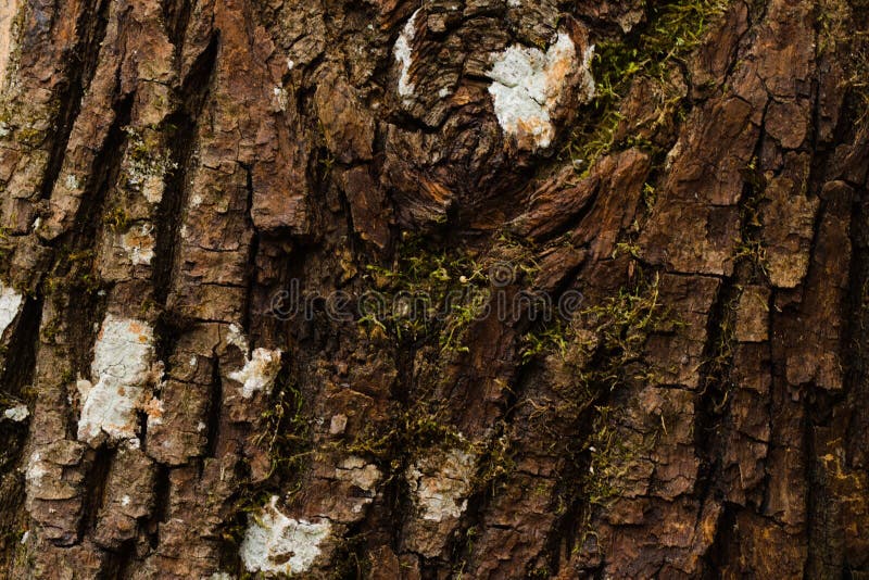 Texture of Fresh Maple Wood Bark Stock Photo - Image of nature, energy ...