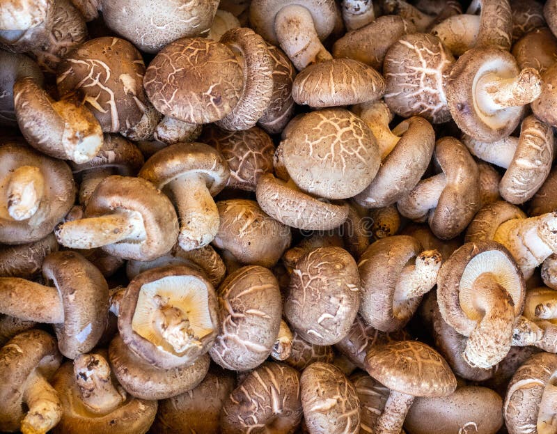 Texture of Fresh Mushrooms. a Lot of Mushrooms Collected. Fresh ...