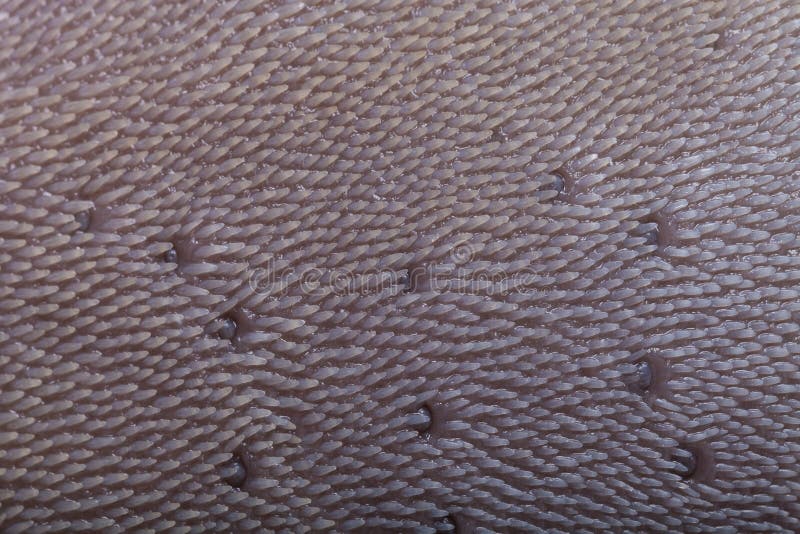 Texture of Fresh Raw Beef Tongue for Background. Selective Focus Stock ...