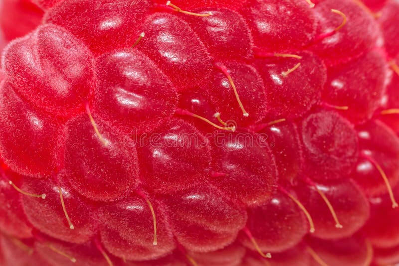 Raspberry Berry in the Garden Stock Photo - Image of advertising ...