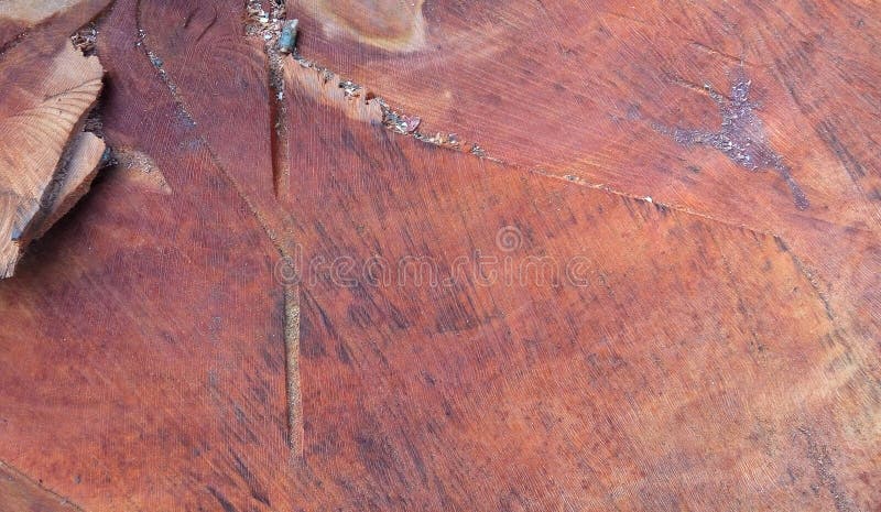 Texture of a Freshly Chopped Tree Stock Photo - Image of forest, macro ...