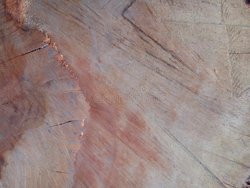 Texture of a Freshly Chopped Tree Stock Image - Image of rings, nature ...