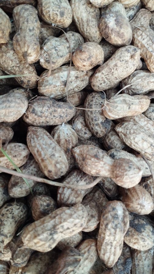 Texture of Freshly Harvested Peanuts Stock Image - Image of gray, brown ...