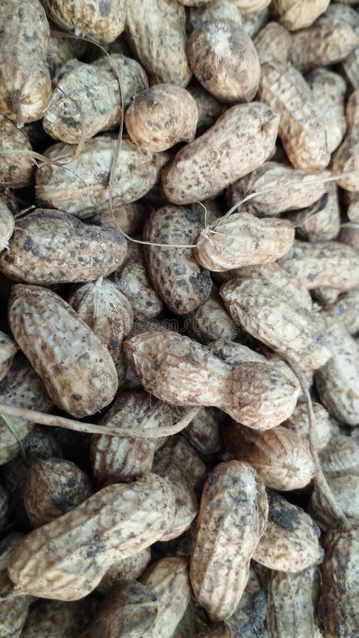 Texture of Freshly Harvested Peanuts Stock Photo - Image of material ...