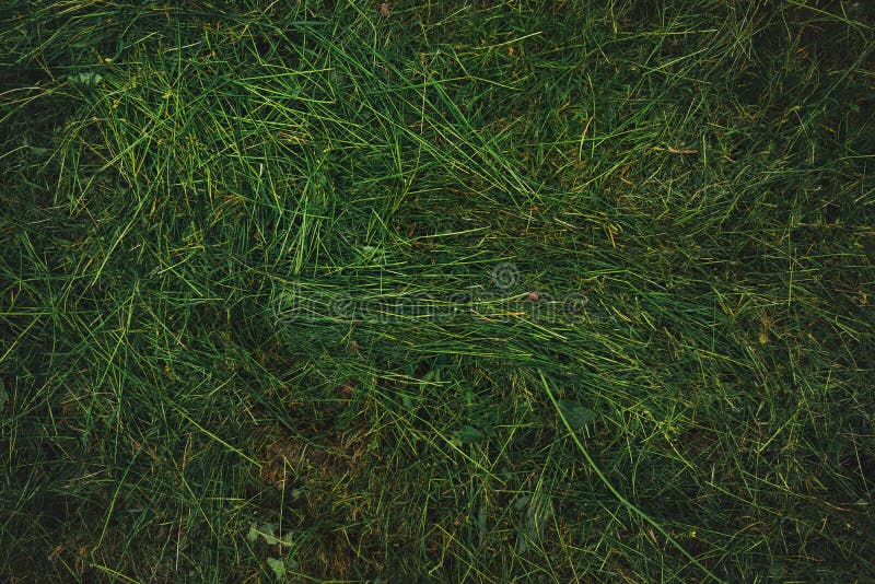 Texture of Freshly Mown Grass Lawn Stock Image - Image of mowed, green ...