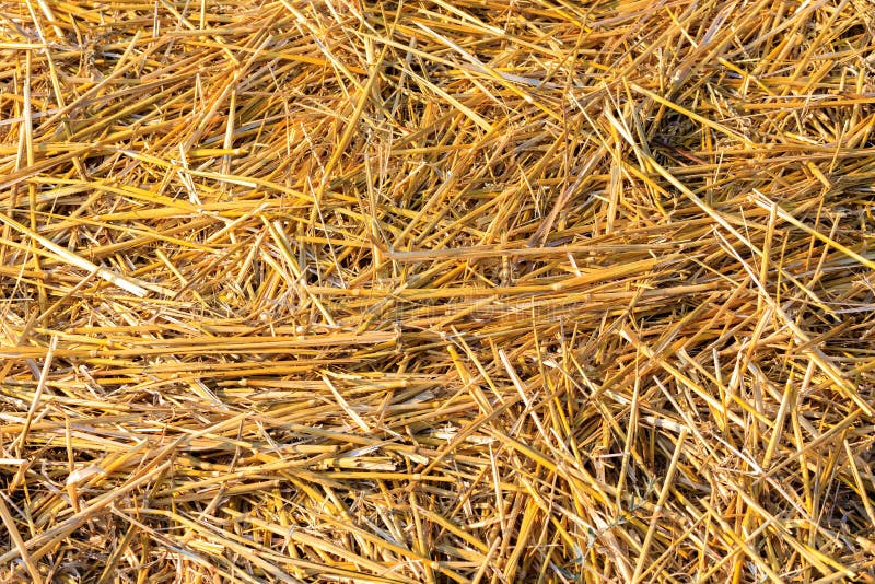 Texture of Freshly Mown Wheat Straw in the Field. Stock Image - Image ...