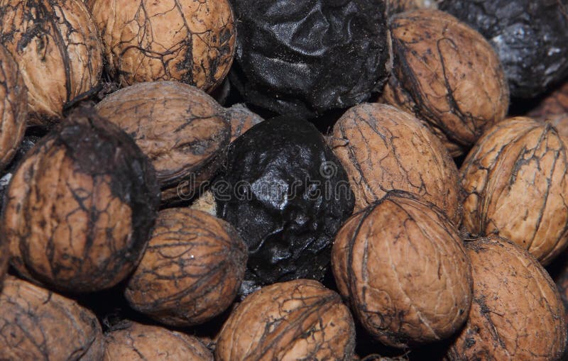 Texture of Freshly Picked Walnuts in a Thick Skin from a Walnut Tree ...