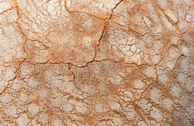 The Texture of the Fried Crust Surface of Bread. Closeup Background ...