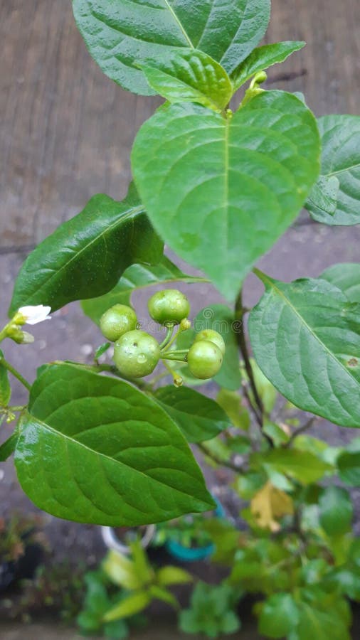 Texture and the Fruit of the Badge Tree Stock Photo - Image of shrub ...