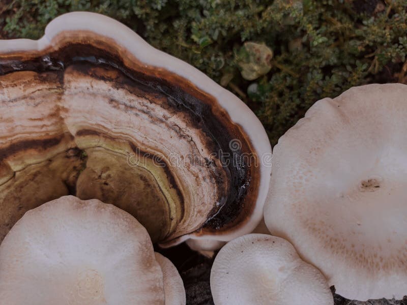 Texture fungi green stock image. Image of green, woodland - 219058375
