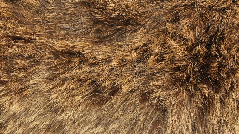 Texture of Fur - Fox - High Resolution Stock Image - Image of pattern ...