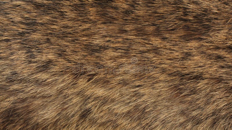 Texture of Fur - Fox - High Resolution Stock Image - Image of pattern ...