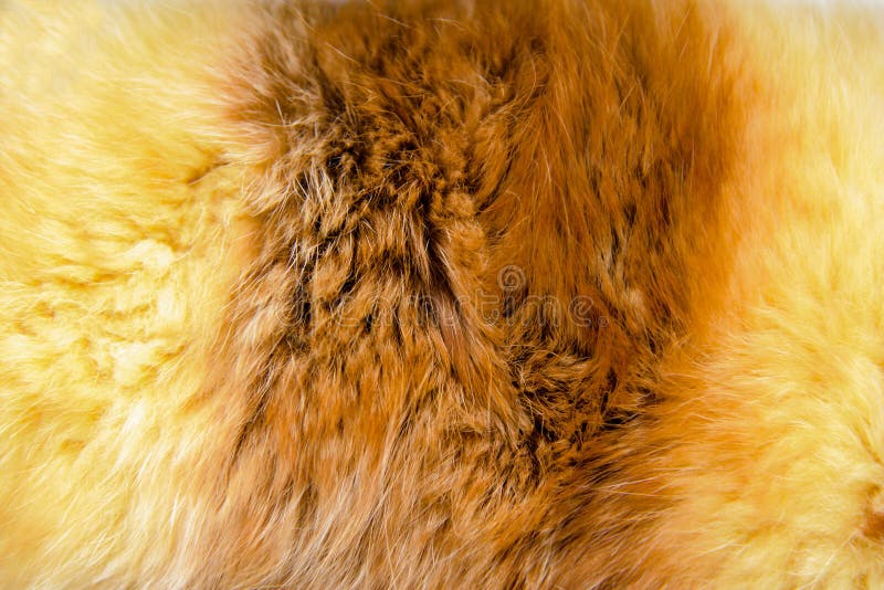 Texture of Fur - Fox - High Resolution Stock Photo - Image of exotic ...