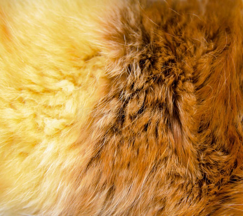 Texture of Fur - Fox - High Resolution Stock Image - Image of exotic ...