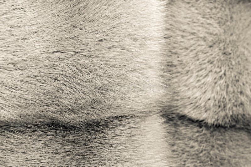Texture from Fur of Gray-beige Color Stock Photo - Image of smooth ...