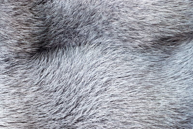 Texture from Fur of Gray-haired Color Stock Image - Image of luxury ...