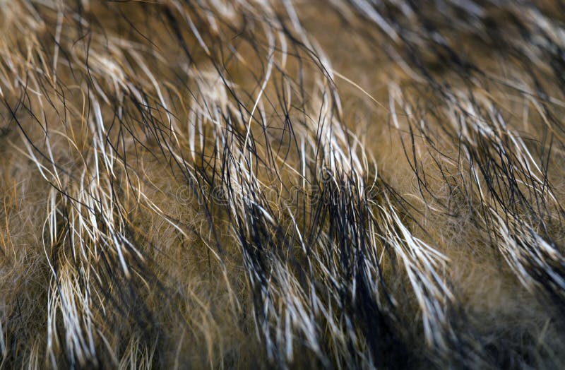 Texture of the Fur Raccoon with a Long Nap Stock Image - Image of ...