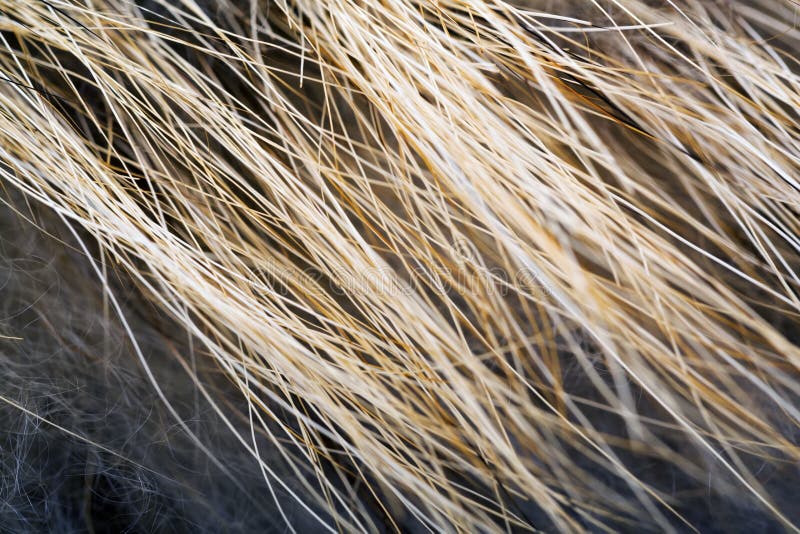 Texture of the Fur Raccoon with a Long Nap Stock Image - Image of skin ...