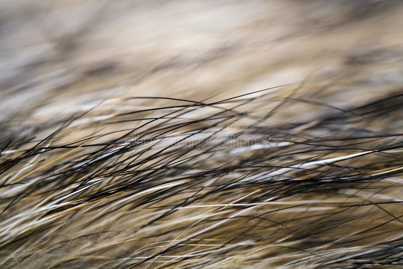 Texture of the Fur Raccoon with a Long Nap Stock Image - Image of fauna ...