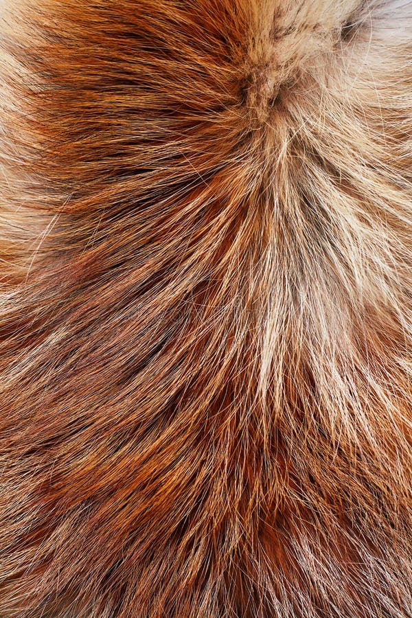 Texture of fur stock image. Image of animal, fluffy - 111050169