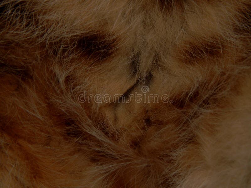 The Texture of Fur Wild Animal Close Up Stock Image - Image of brown ...