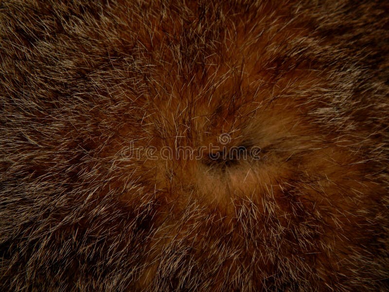The Texture of Fur Wild Animal Close Up Stock Photo - Image of material ...