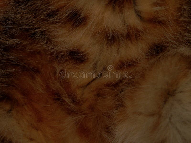 The Texture of Fur Wild Animal Close Up Stock Image - Image of material ...
