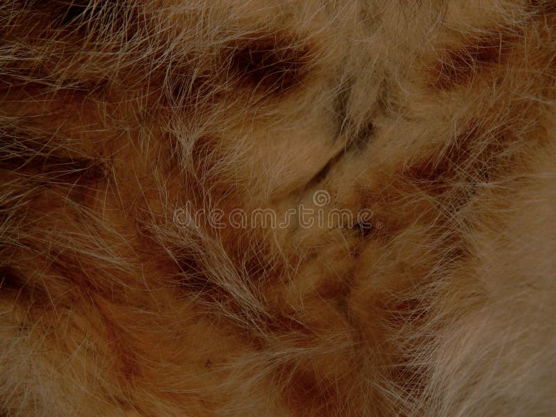 The Texture of Fur Wild Animal Close Up Stock Image - Image of downy ...