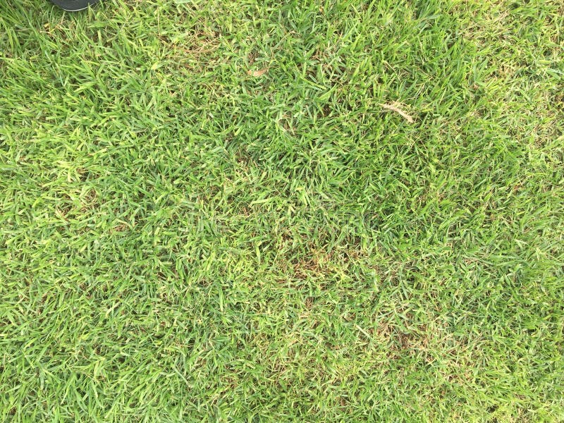 Texture of a garden grass stock image. Image of garden - 273074229