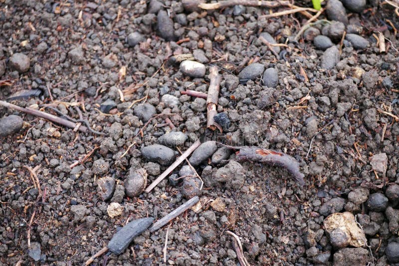The Texture of the Garden Soil is Grainy, Fertile Soil Stock Photo ...
