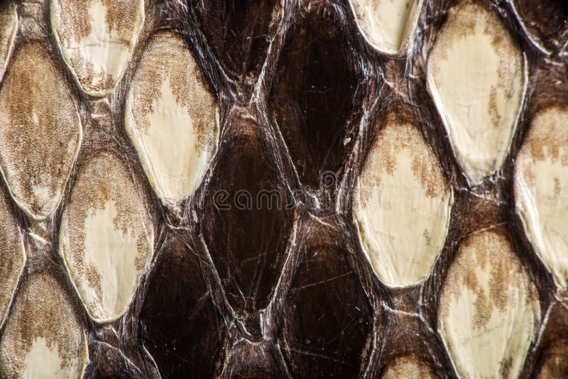 Texture of Genuine Snakeskin Stock Image - Image of genuine, fashion ...