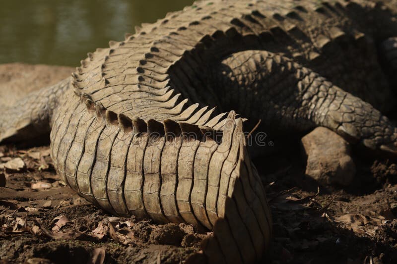 Crocodile Body Parts Including Legs ,scaly Skin and Tail Stock Photo ...