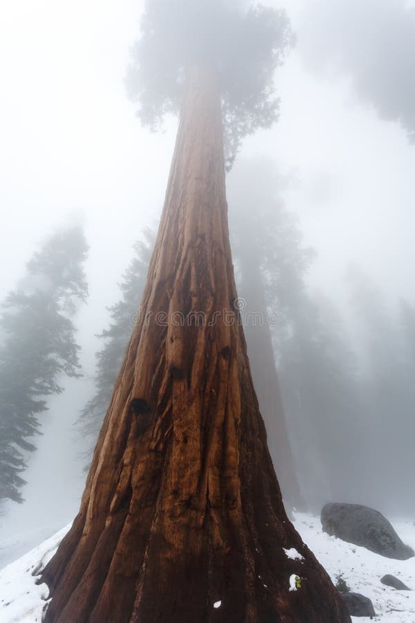 The Texture of the Giant Sequoia Tree Bark Forms an Interesting Pattern ...