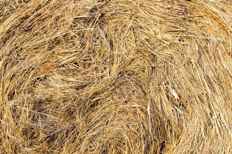 Texture gold hay stock photo. Image of background, golg - 104719826