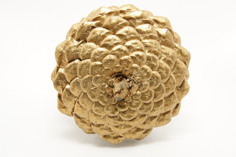 Texture of Golden Cone Pine Stock Photo - Image of texture, decorative ...