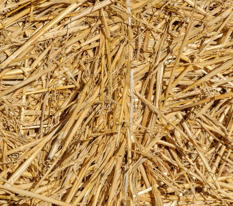 Texture of Golden Hay in the Sun. Stock Background of Hay Stock Image ...