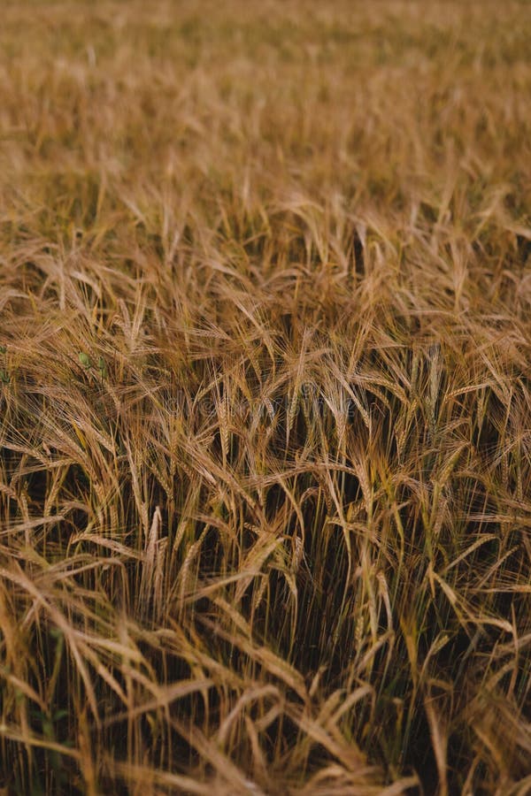 Texture of Golden Wheat Crops Growing in the Field Stock Image - Image ...
