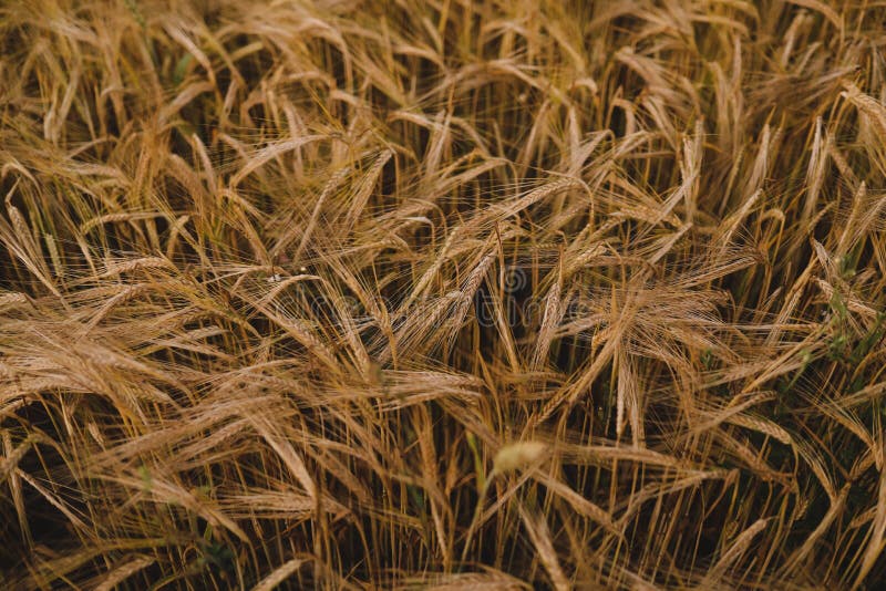 Texture of Golden Wheat Crops Growing in the Field Stock Image - Image ...