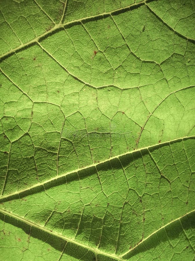 Texture of the grape leaf stock image. Image of branch - 25472943