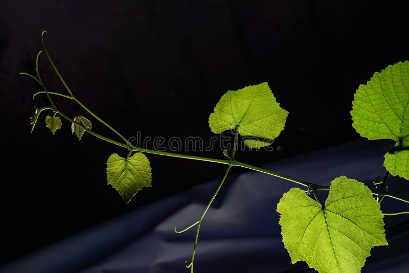 The Texture of a Grape-vine on a Dark Blurred Background. Stock Image ...