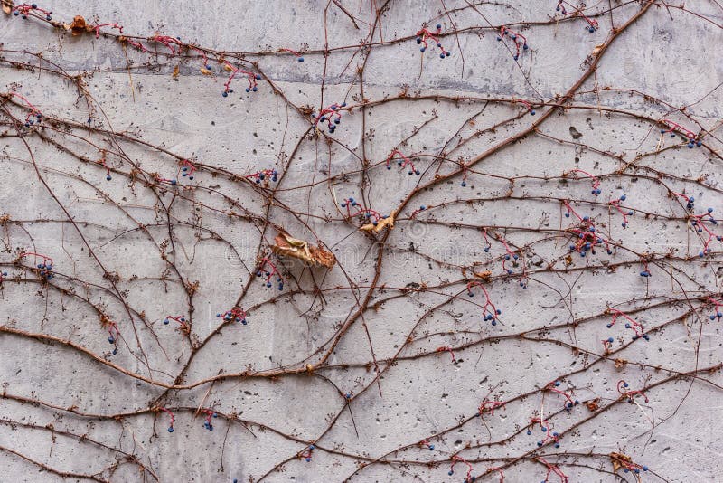 Texture: Grape Vine with Dry Leaves Stock Photo - Image of depression ...