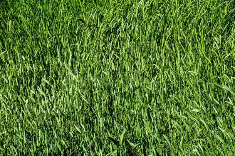 Texture Grass , Digital Photo Image Stock Photo - Image of foliage ...